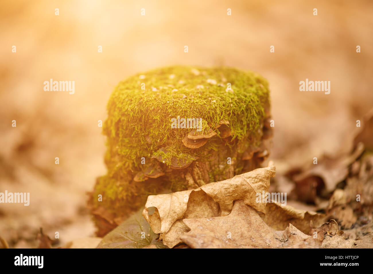 Stump with moss Stock Photo - Alamy