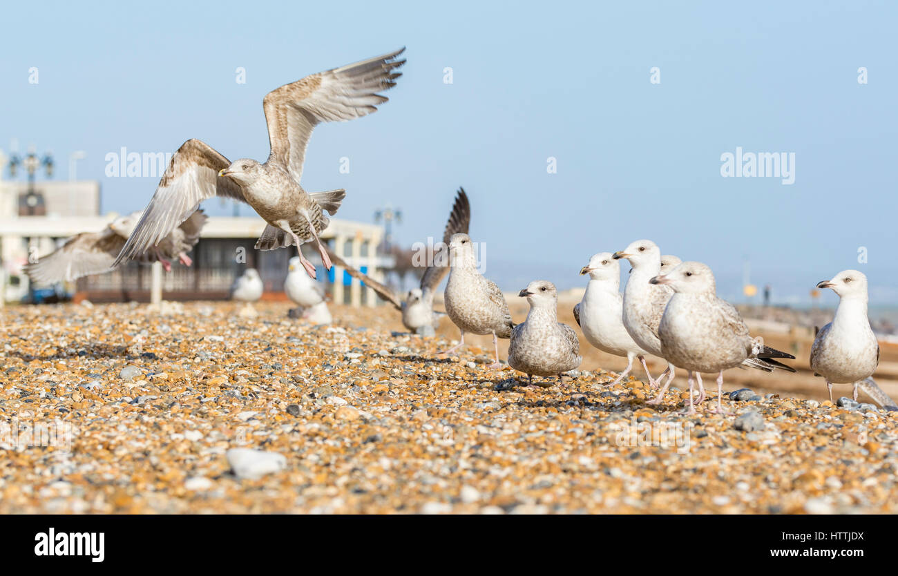 Herring gulls on beach hi-res stock photography and images - Alamy