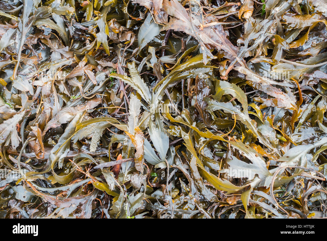 Edible seaweed uk hi-res stock photography and images - Alamy