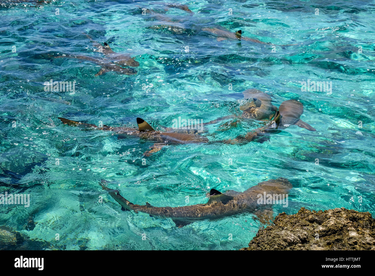 Tropical reef fish polynesia hi-res stock photography and images - Alamy