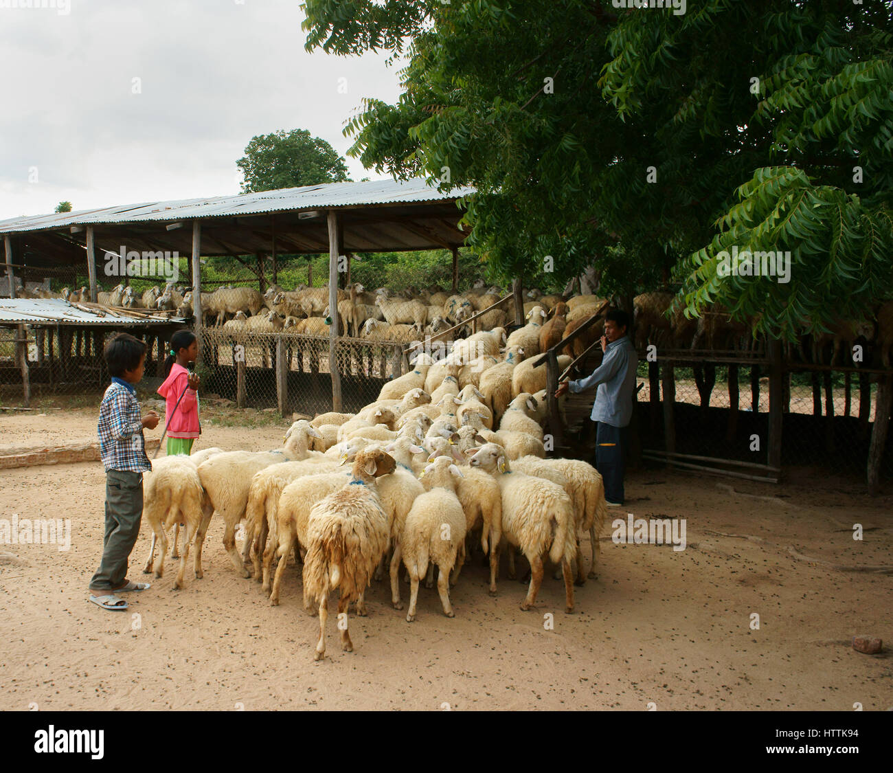 Asian children with sheep breeding, Vietnamese kid drive flock of ...
