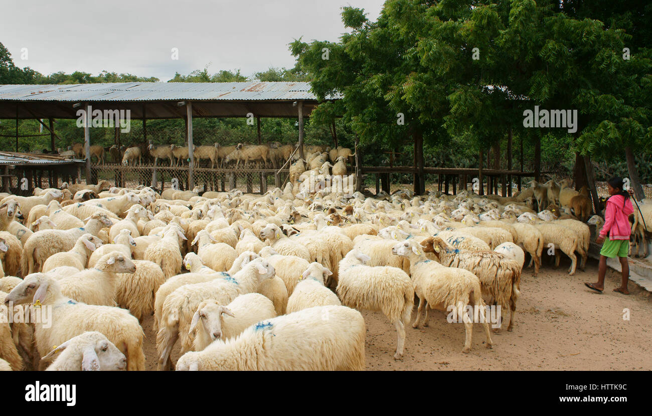 Asian children with sheep breeding, Vietnamese kid drive flock of ...