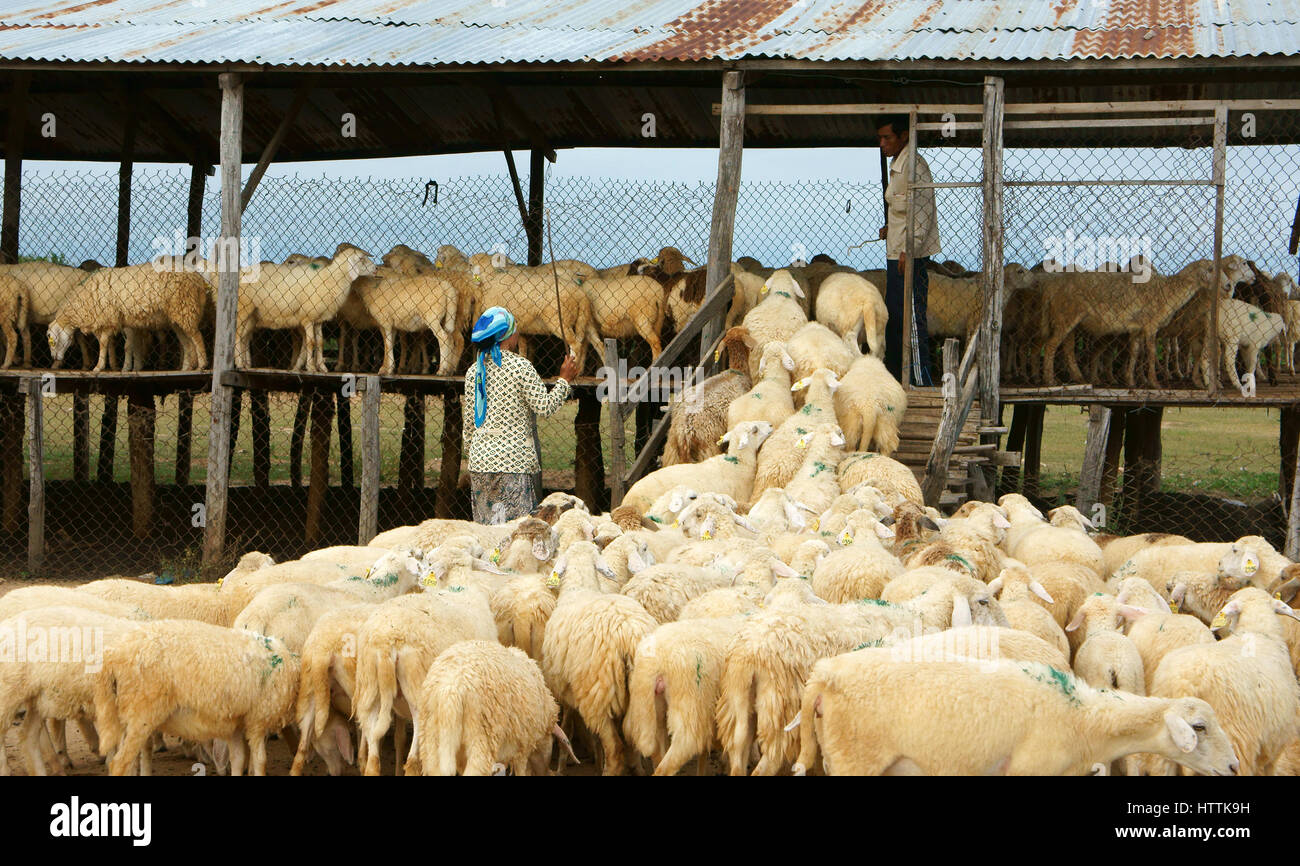 Phan Rang, Vietnam, Asian farmer with sheep breeding, Vietnamese people ...