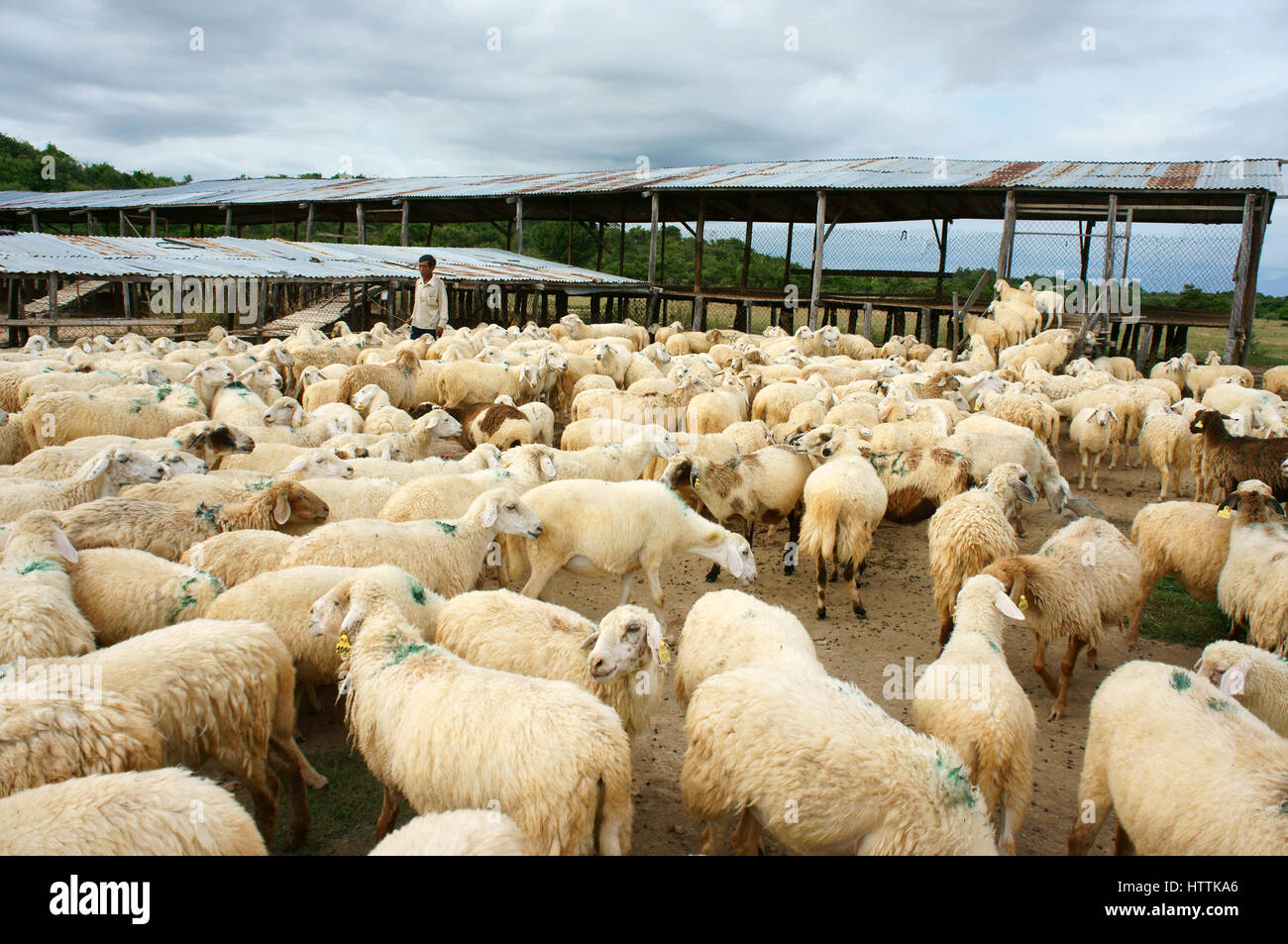 Phan Rang, Vietnam, Asian farmer with sheep breeding, Vietnamese people ...