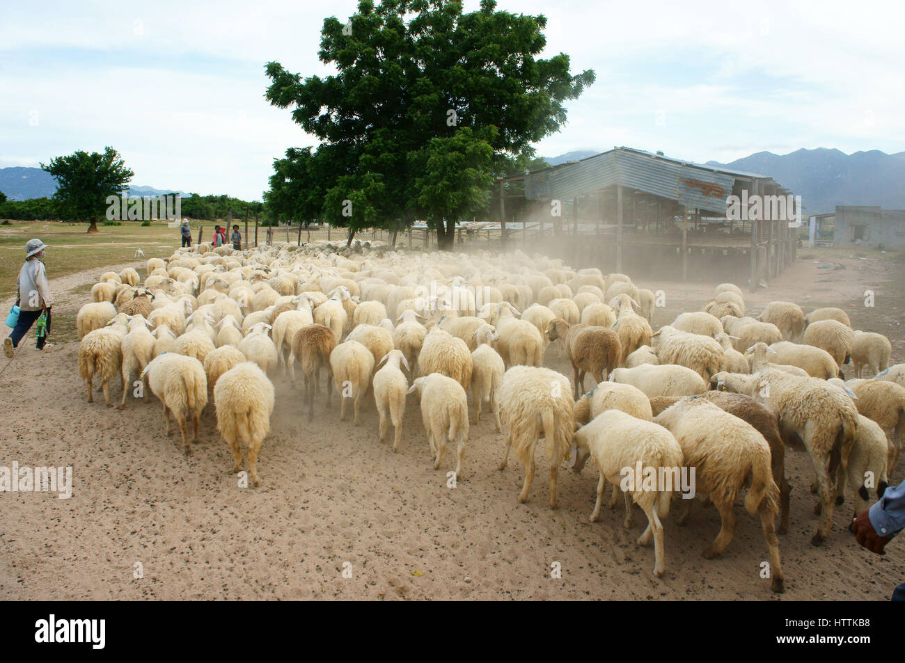 Phan Rang, Vietnam, Asian farmer with sheep breeding, Vietnamese people ...