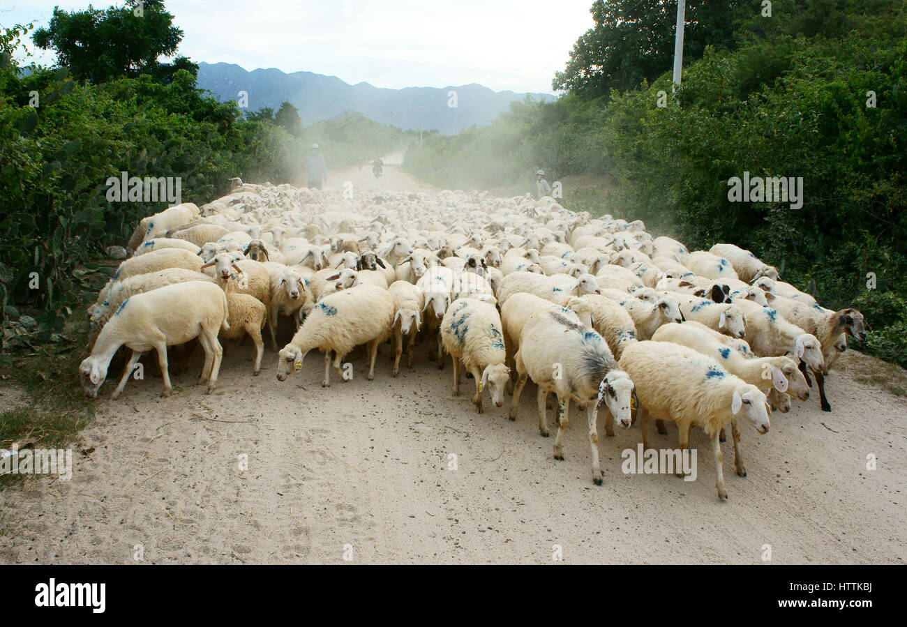 Phan Rang, Vietnam, Asian farmer with sheep breeding, Vietnamese people ...