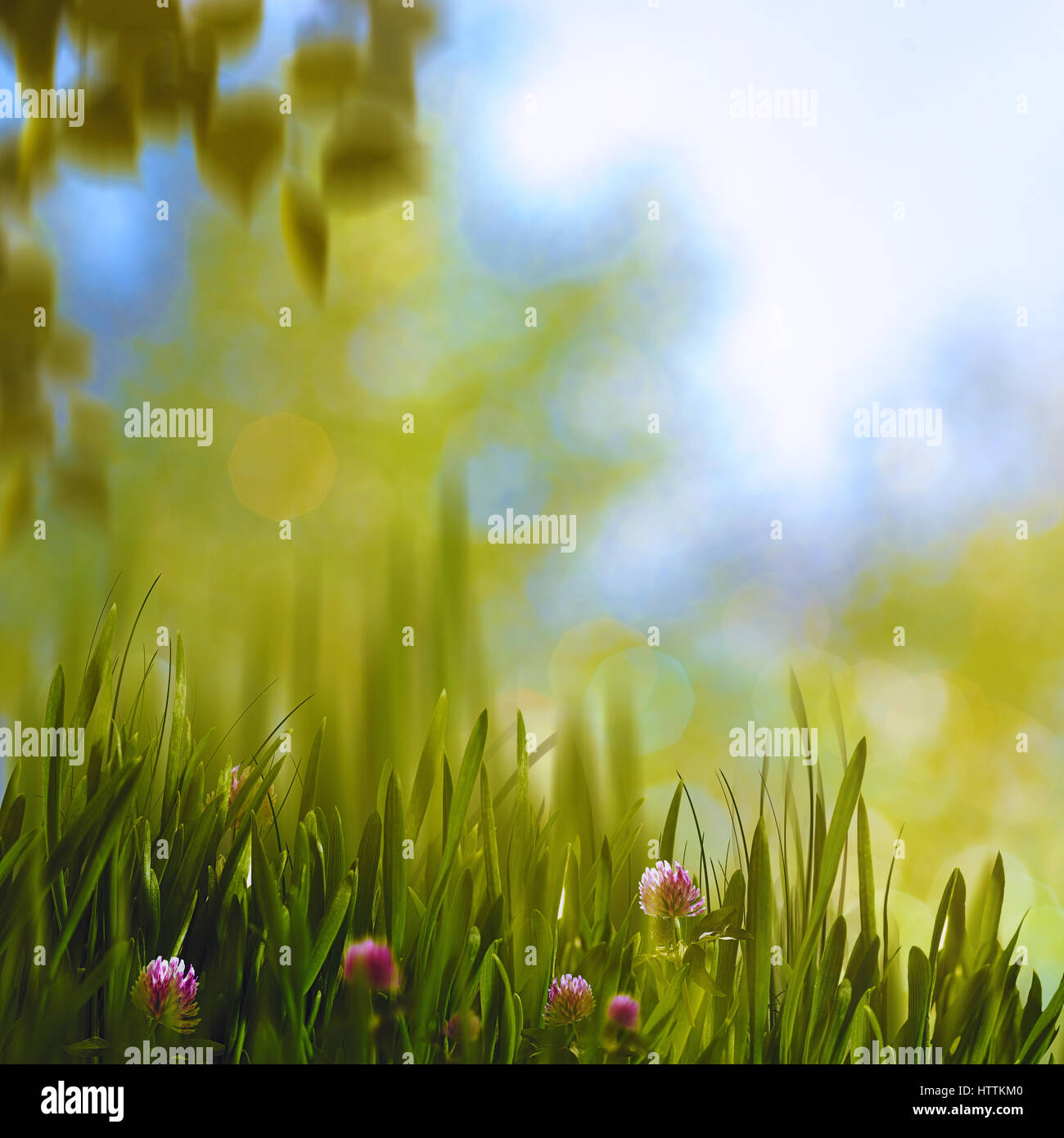 Clower flower hi-res stock photography and images - Alamy