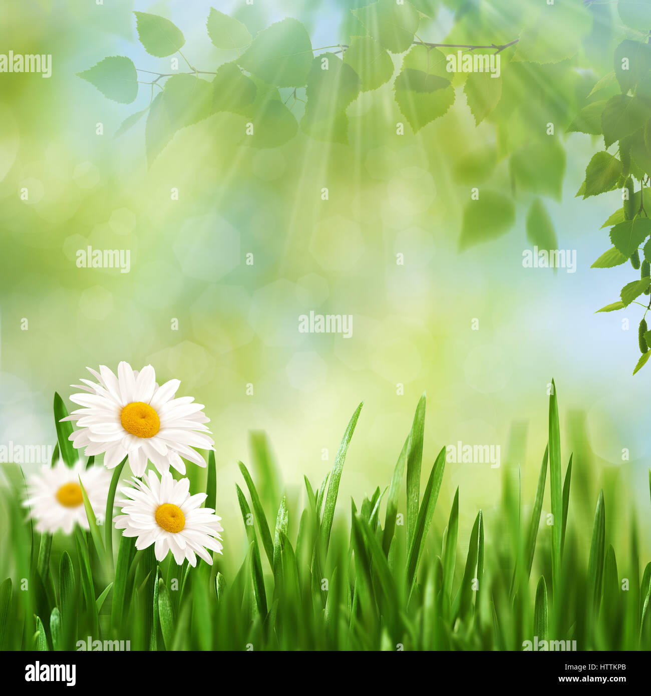 Beauty noon time on the summer meadow, abstract seasonal backgrounds ...