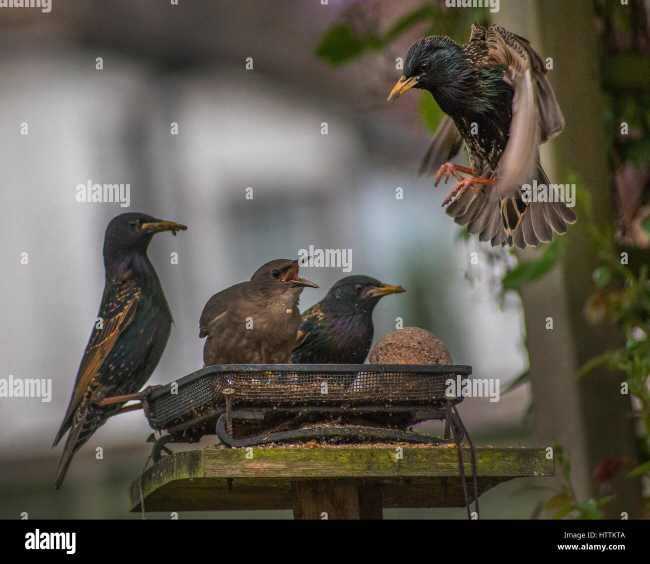 Starlings on table hi-res stock photography and images - Alamy