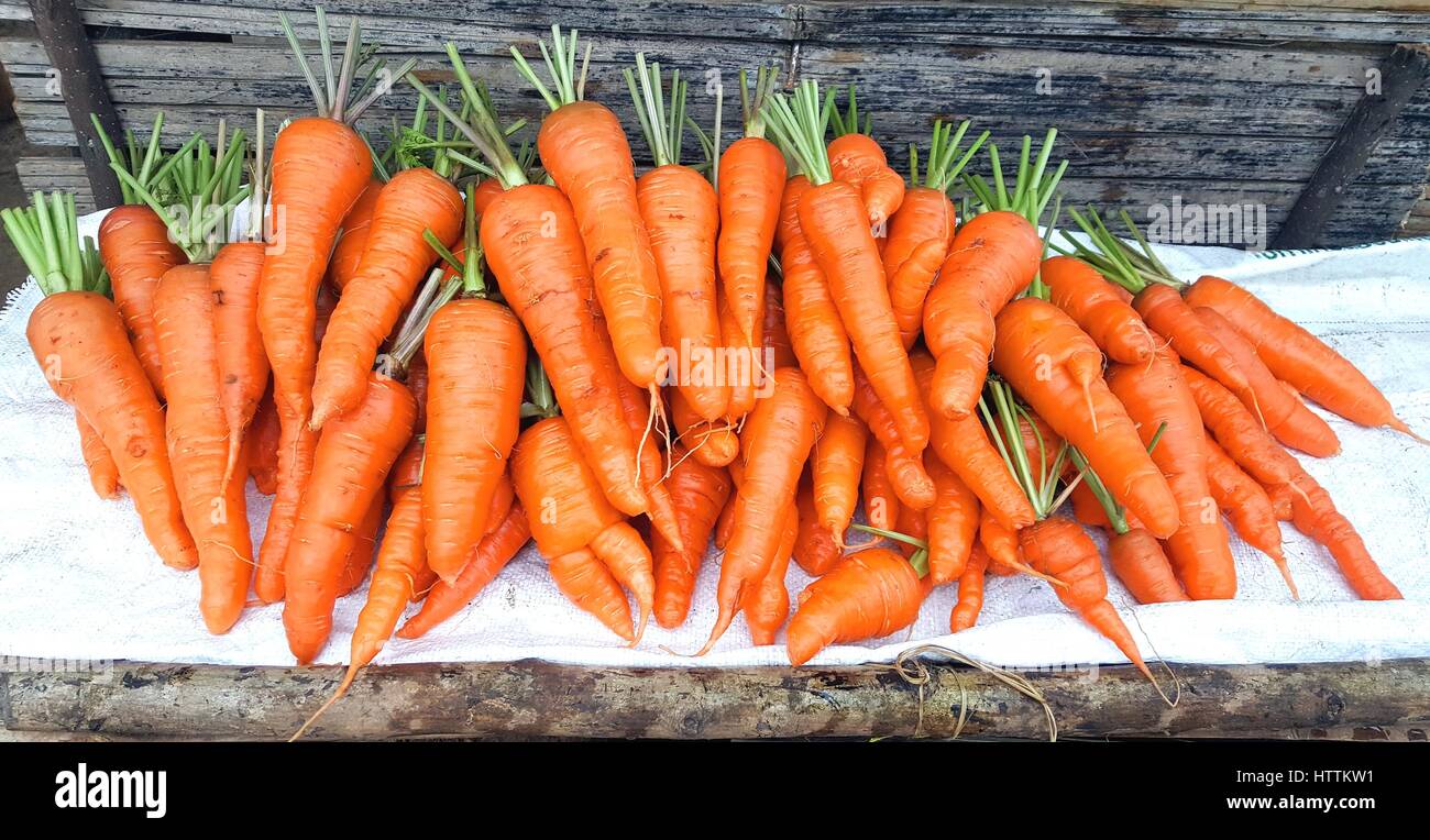 Bunch of fresh garden carrots at Hill tribes' markets, Thailand Stock ...