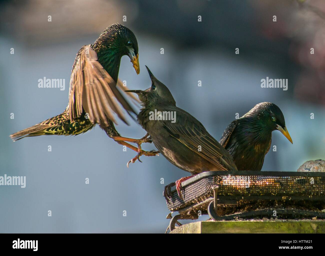 Starlings on the bird feeder Stock Photo - Alamy