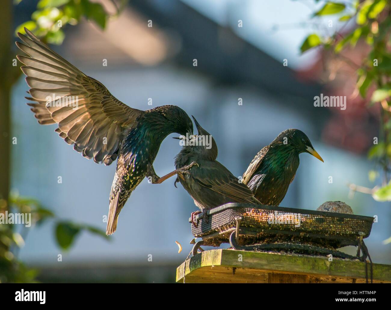 Starlings bird table hi-res stock photography and images - Alamy