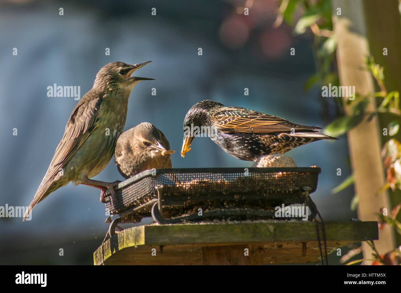 Starlings on the bird feeder Stock Photo - Alamy