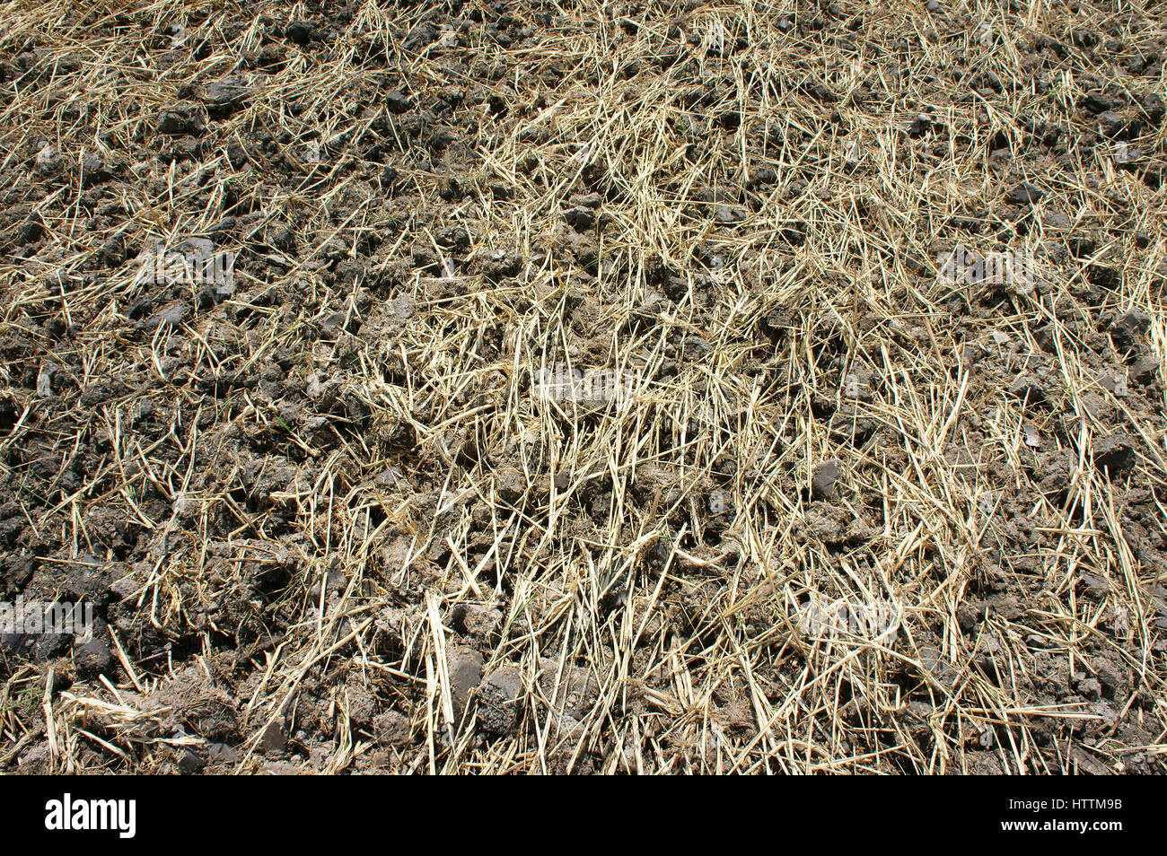 Paddy field had just harvest, dry soil, drought land in hot weather ...