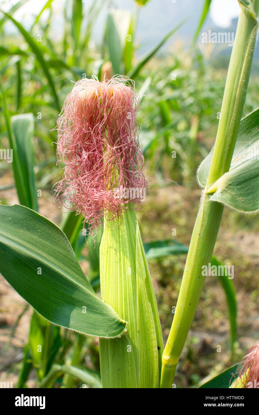 Corn cob growing in the farming field Stock Photo - Alamy