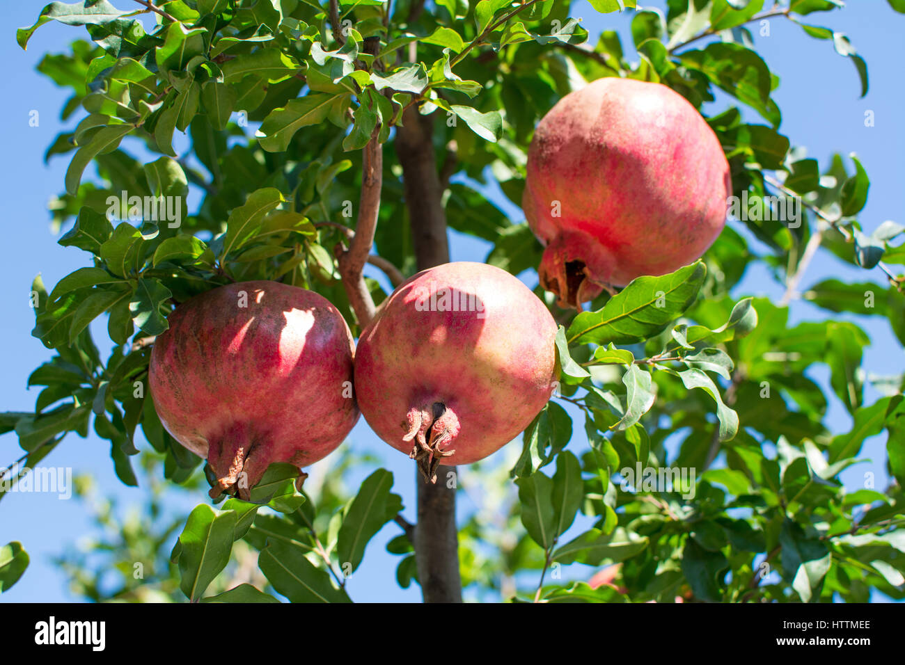 Pomegranate growing from the tree in the orchard Stock Photo - Alamy