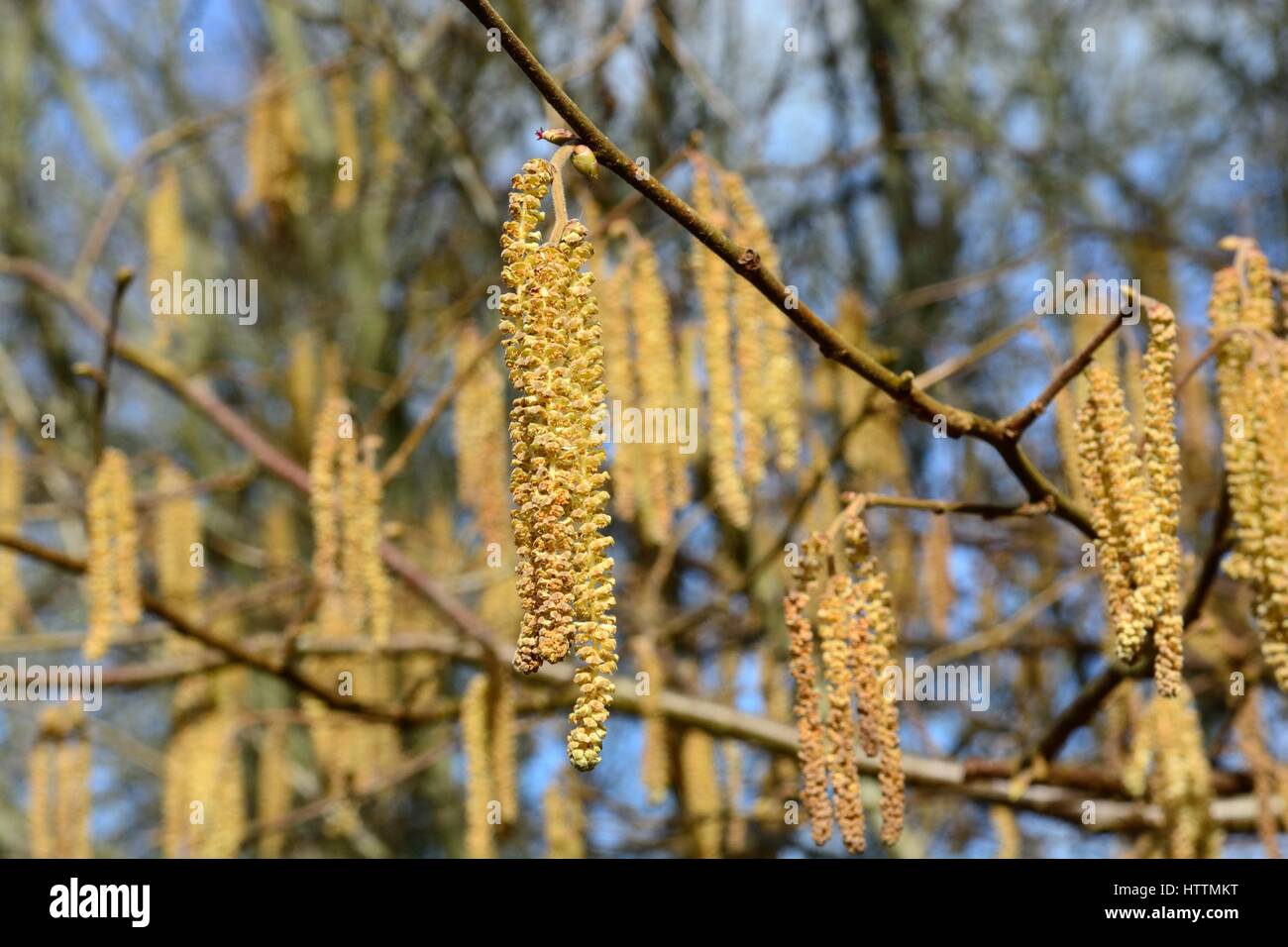 Hazel tree hi-res stock photography and images - Alamy
