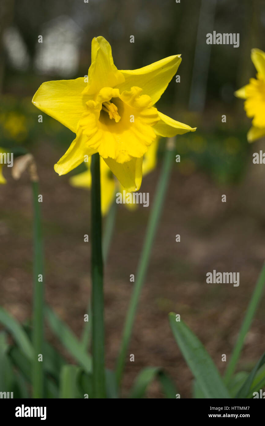 Patch of daffodils hi-res stock photography and images - Alamy