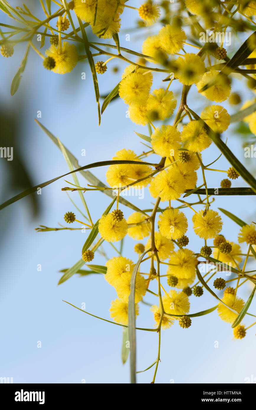 Acacia flower hi-res stock photography and images - Alamy