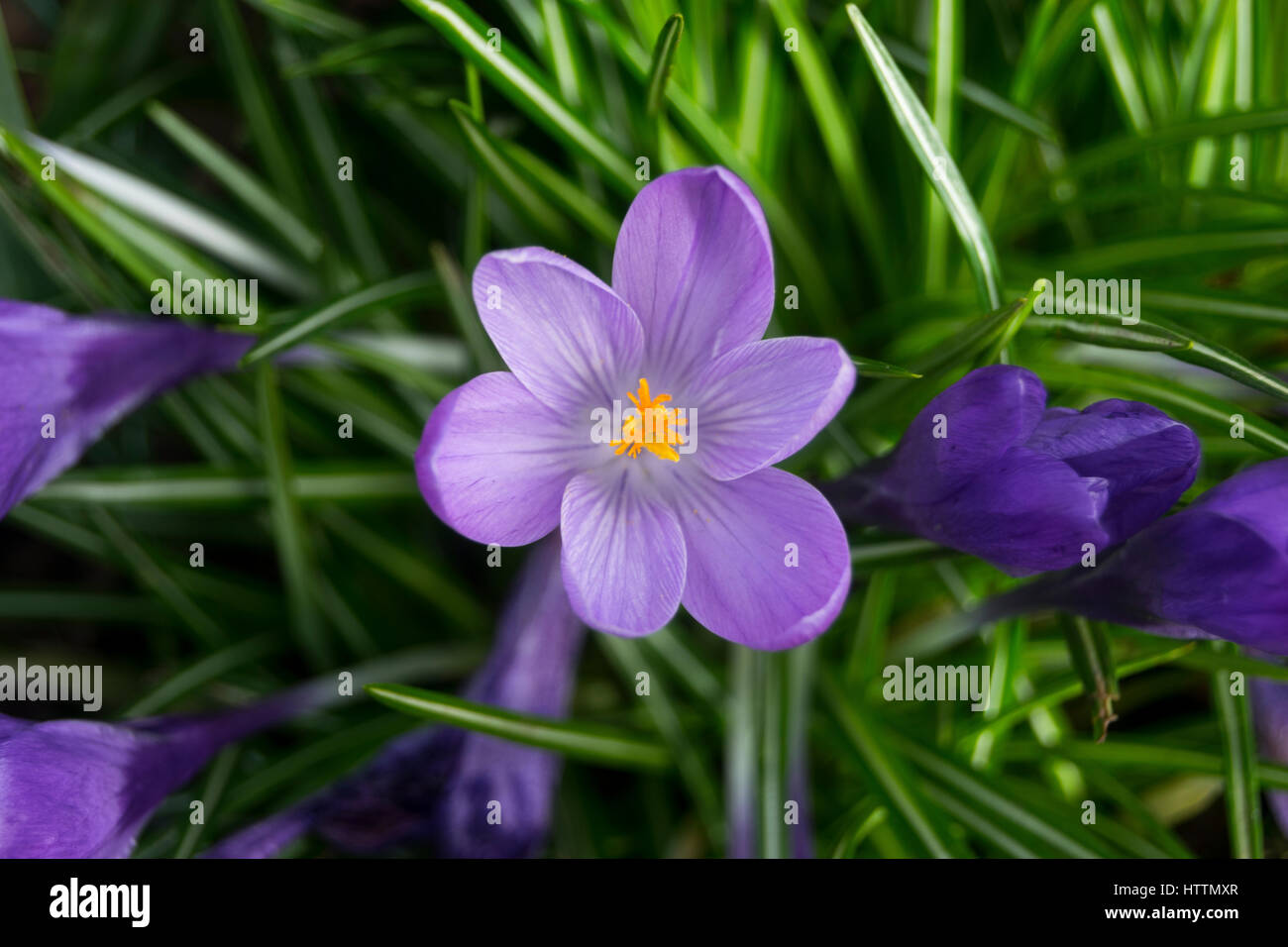 Crocus spring holiday seasonal bloom hi-res stock photography and ...