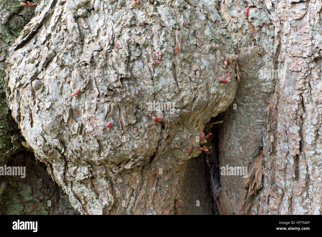New growth on gnarled tree trunk Stock Photo - Alamy