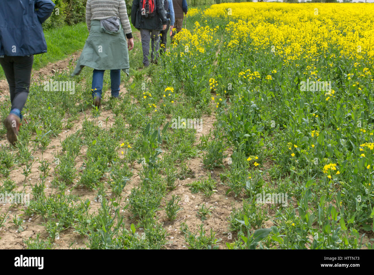 Ramblers walking along the edge of a field of oilseed rape Stock Photo ...