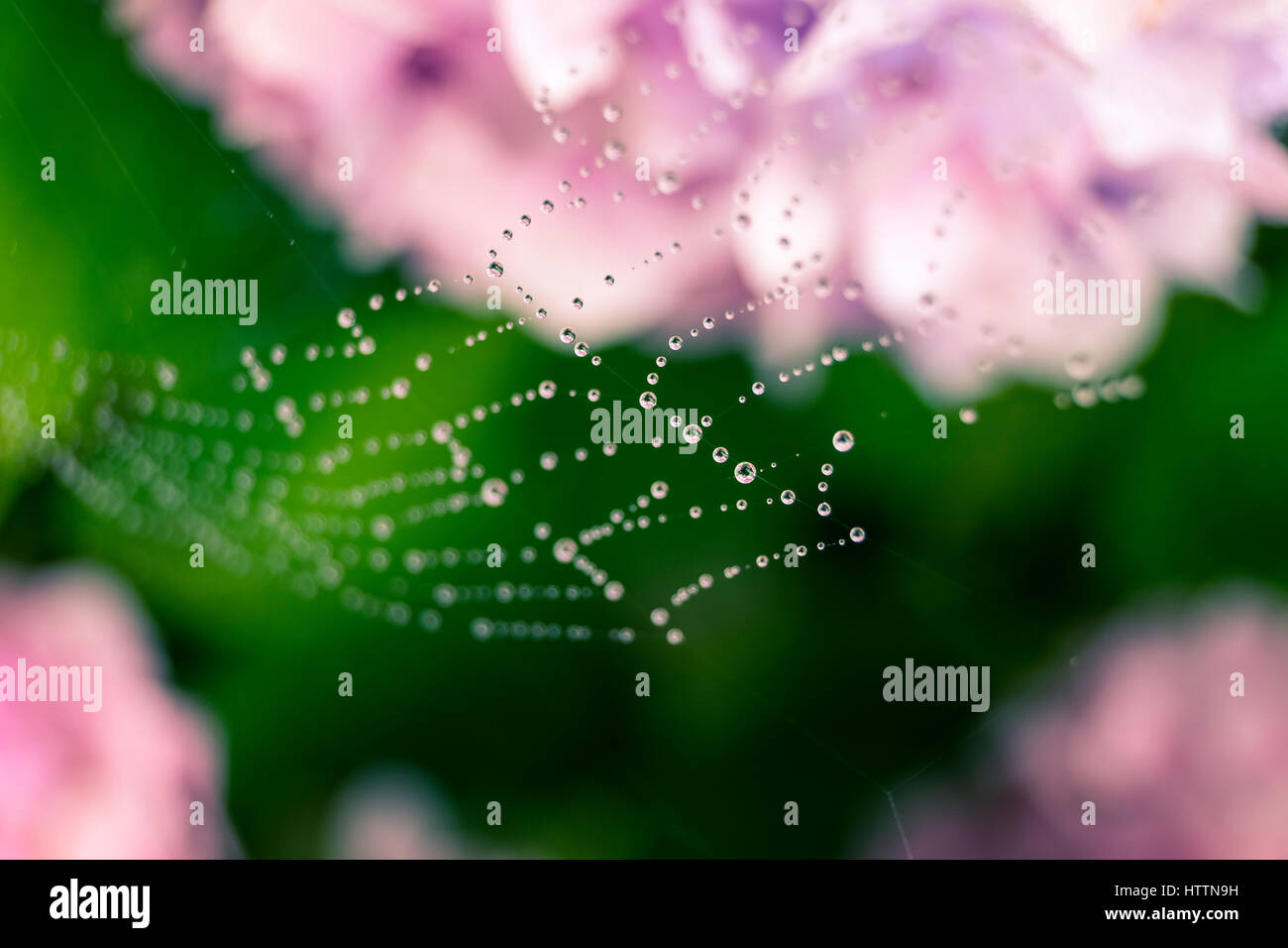water drops on spider web Stock Photo - Alamy