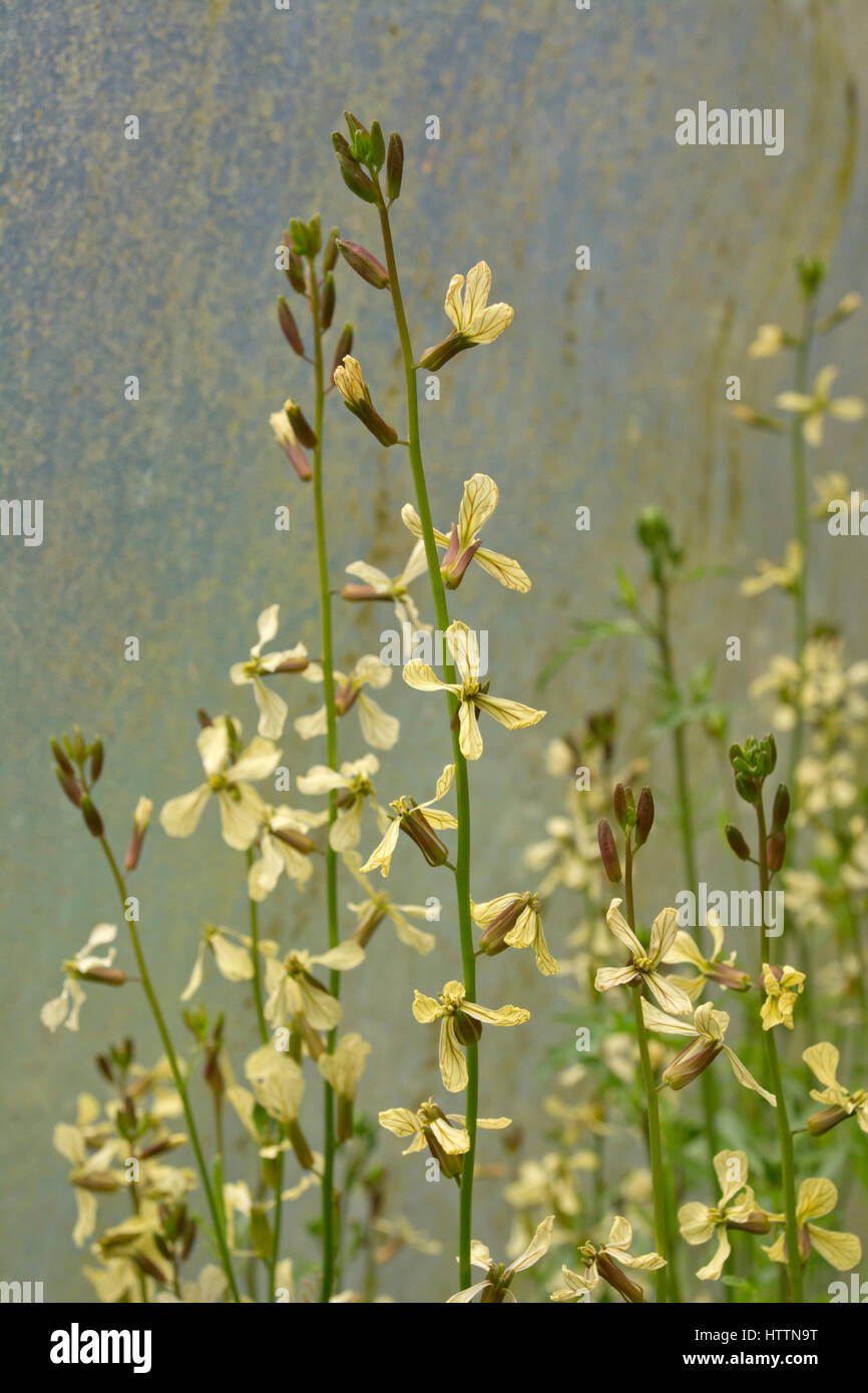 Flowering eruca sativa, rocket Stock Photo - Alamy Flowering eruca sativa, rocket Stock Photo - Alamy