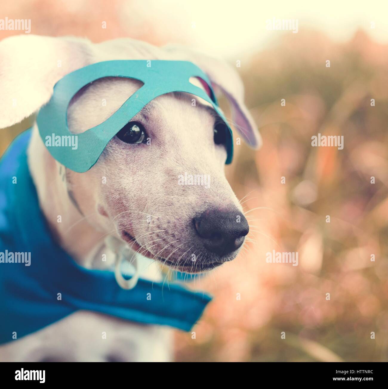 Dog Friend Cute Canine Smiling Stock Photo - Alamy