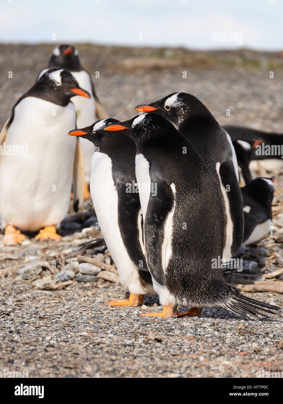 Papua penguin couple at the seaside Stock Photo - Alamy