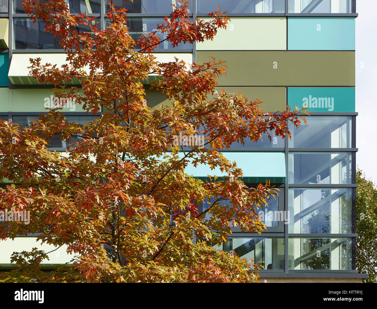 Cladding leaves hi-res stock photography and images - Alamy