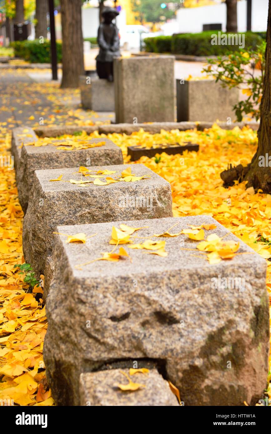 The fallen yellow leaves of a ginkgo tree in autumn hi-res stock ...
