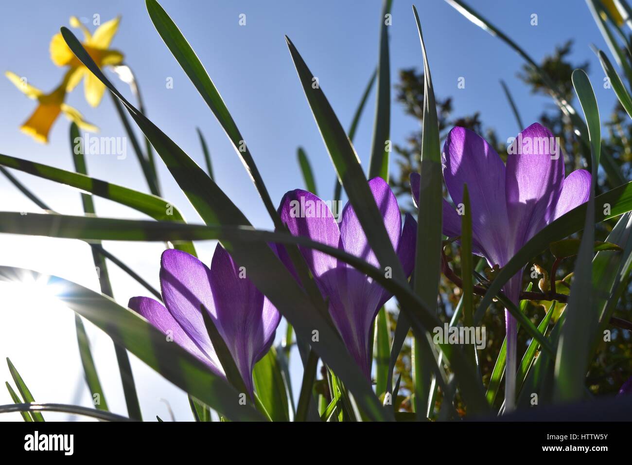 Spring flowers in the sunshine Stock Photo - Alamy