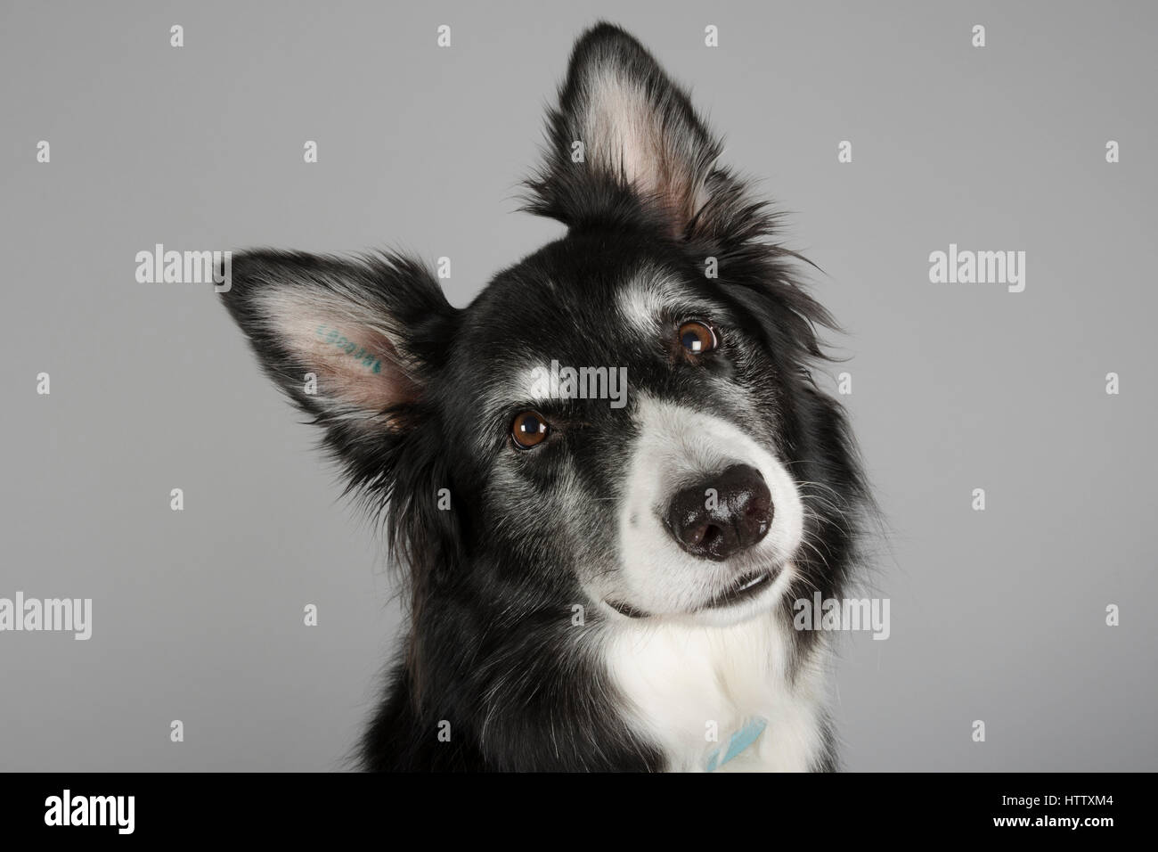 Border Collie Dog - 7 years Stock Photo - Alamy