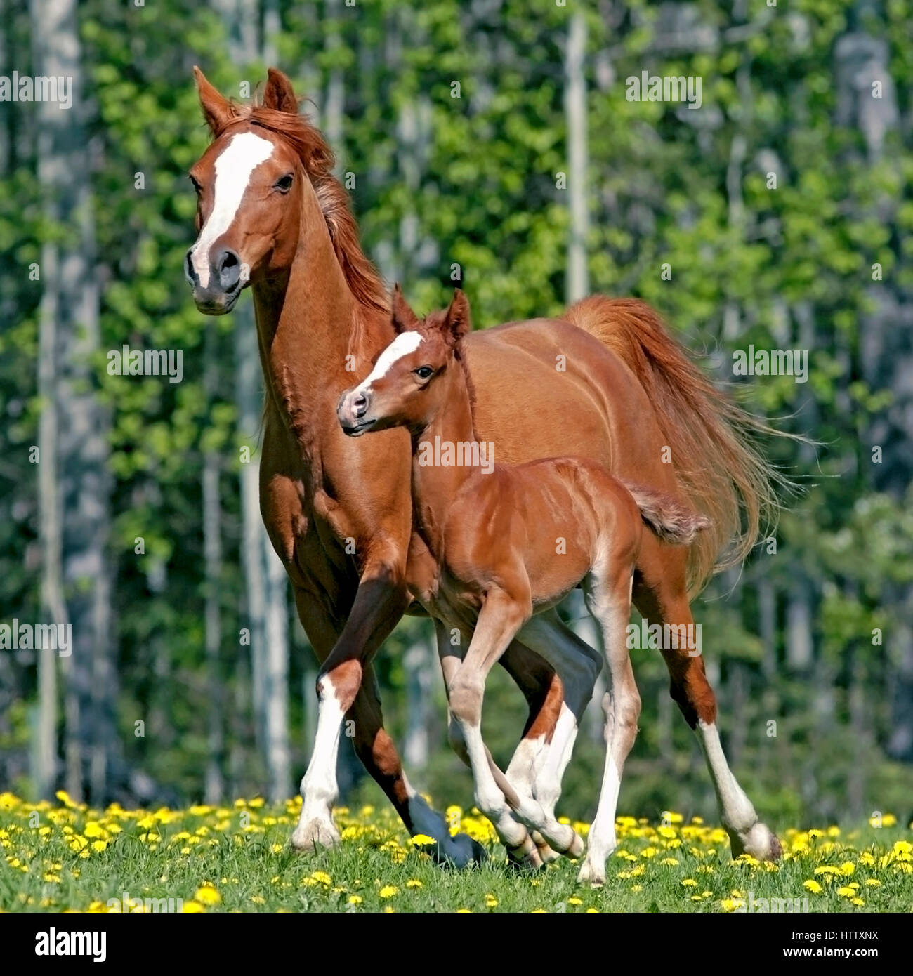 Chestnut Arabian Mare and Foal running together in spring meadow Stock ...