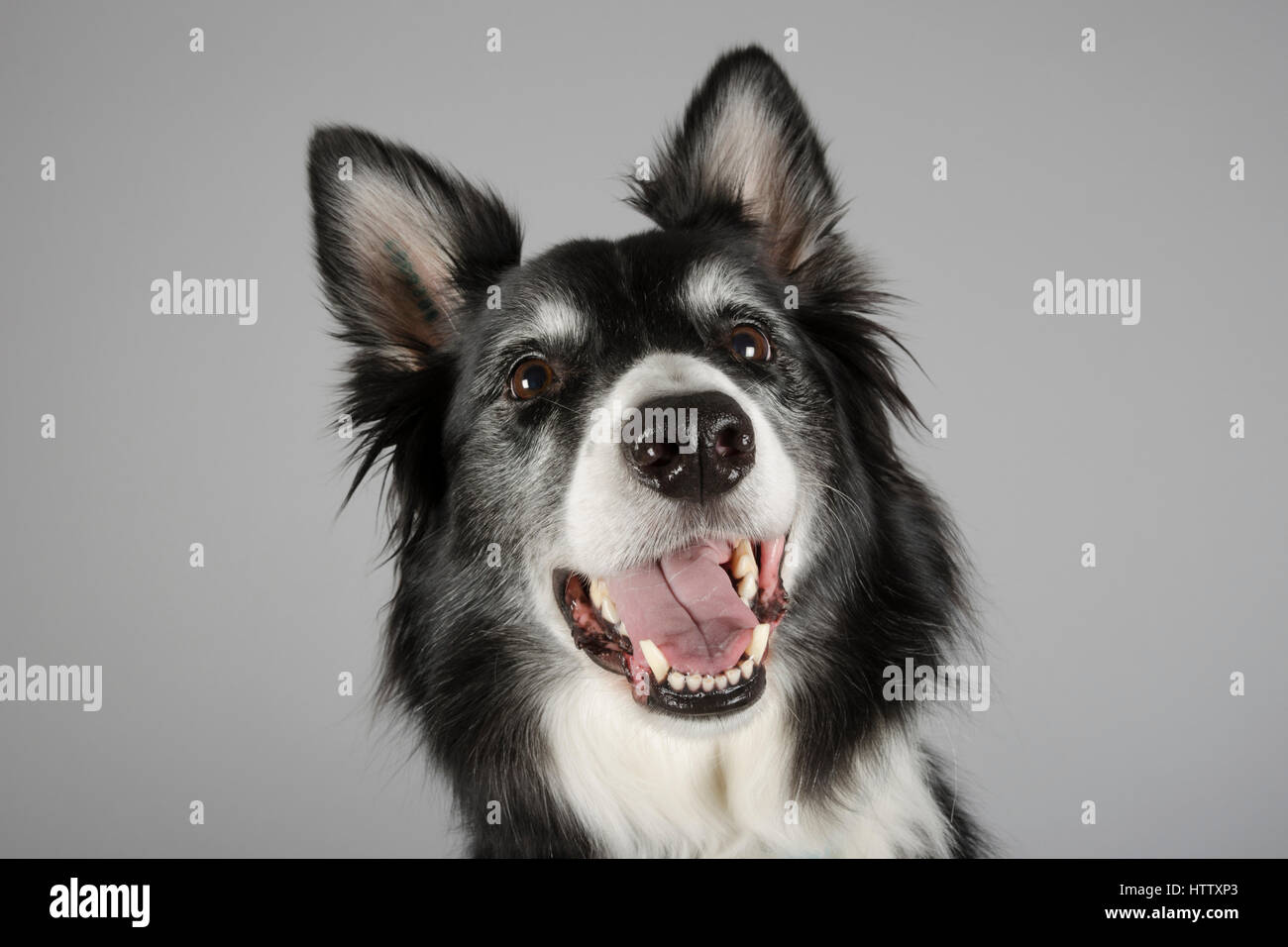 Border Collie Dog - 7 years Stock Photo - Alamy