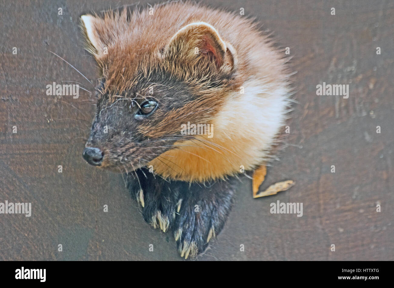 Pine martin hi-res stock photography and images - Alamy