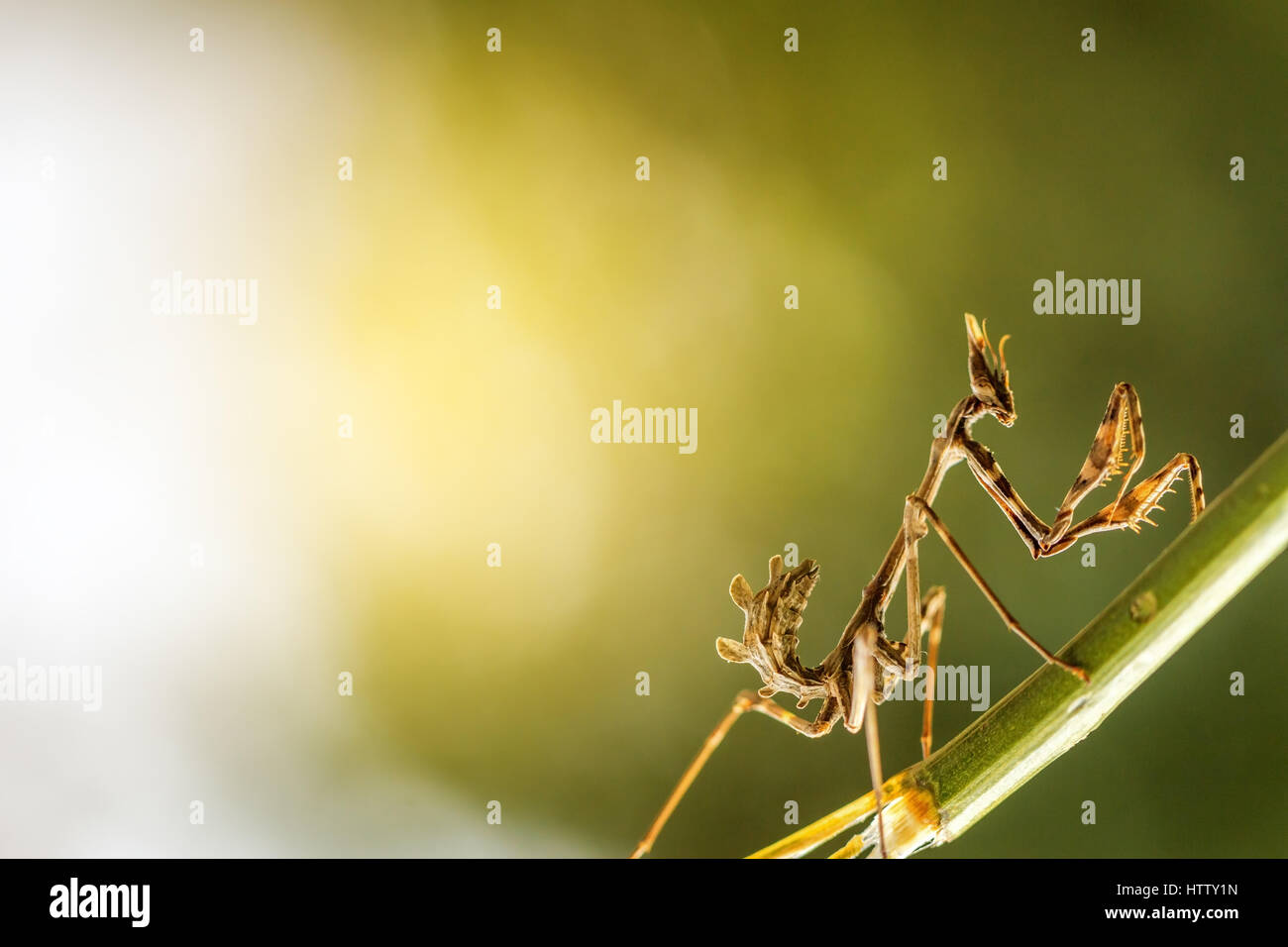 close up mantis in beautiful magical background Stock Photo - Alamy
