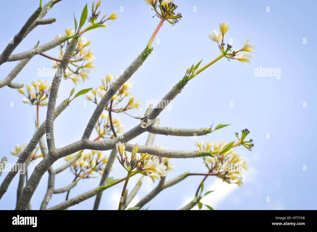 plumeria flower or temple tree and sky background Stock Photo - Alamy