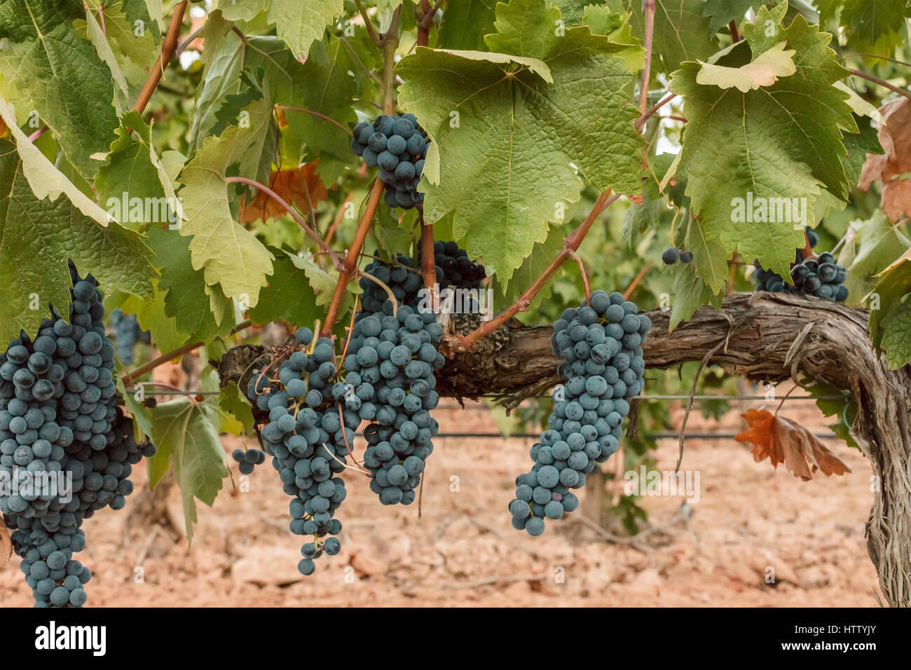 A photo of wine grapes hanging from a vine in a vineyard, just before ...
