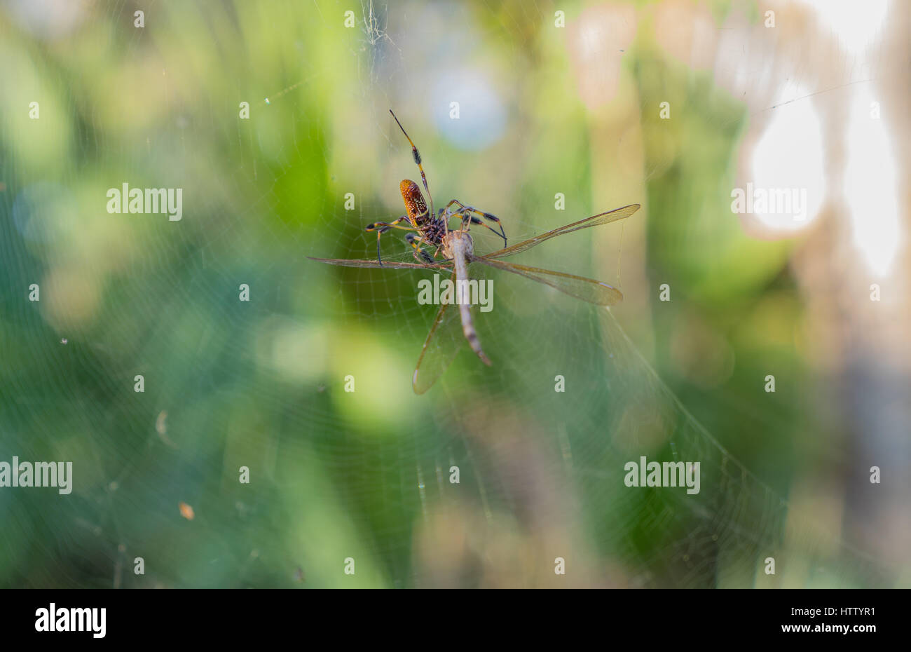 Golden silk spider hi-res stock photography and images - Alamy