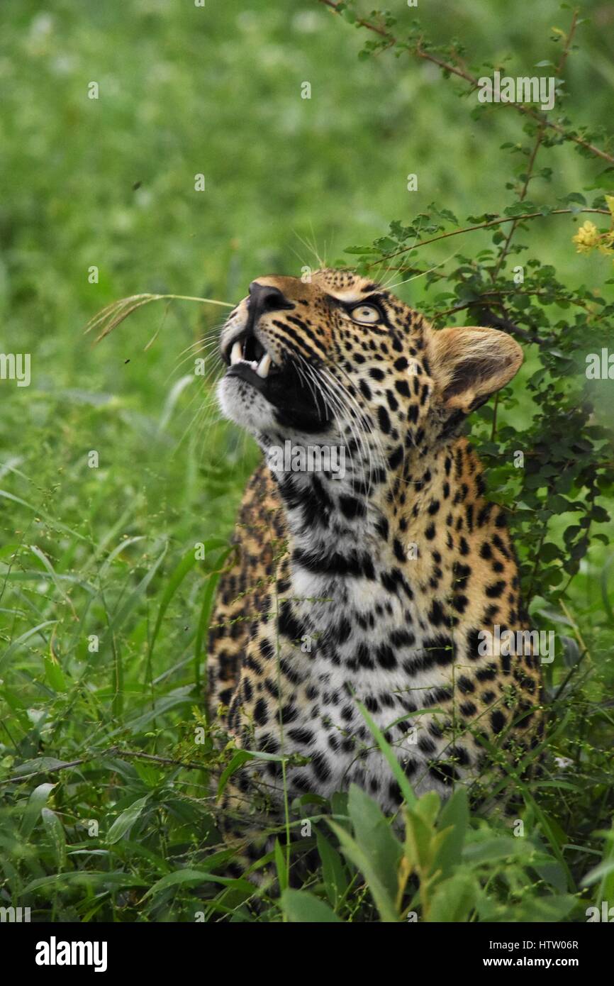 Baby leopard hi-res stock photography and images - Alamy