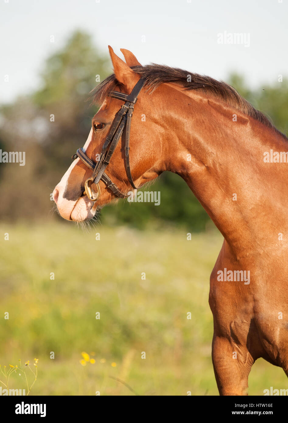 portrait of beautiful welsh pony mare Stock Photo - Alamy