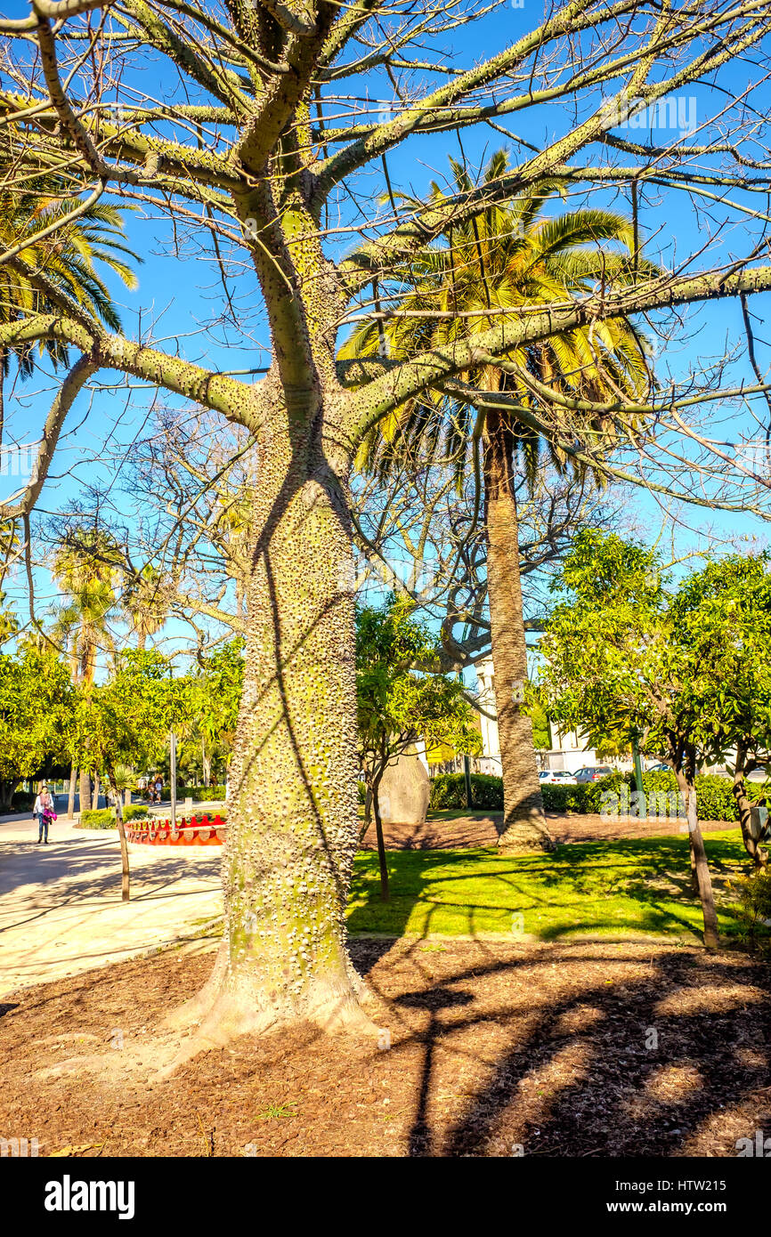 Ceiba Speciosa Fruit High Resolution Stock Photography and Images - Alamy