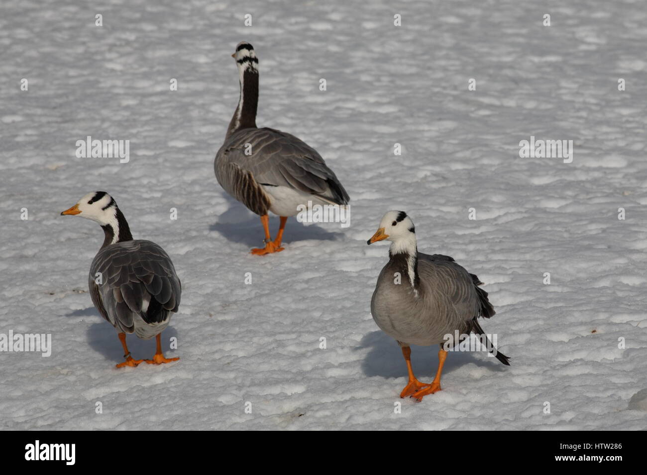 Bar-headed geese in snow Stock Photo - Alamy
