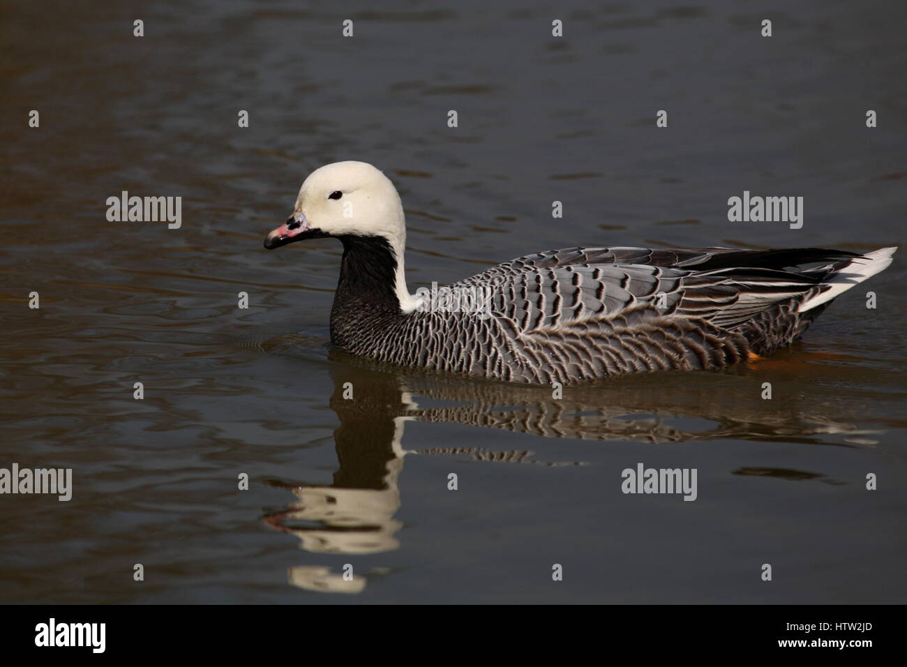 Emperor geese hi-res stock photography and images - Alamy