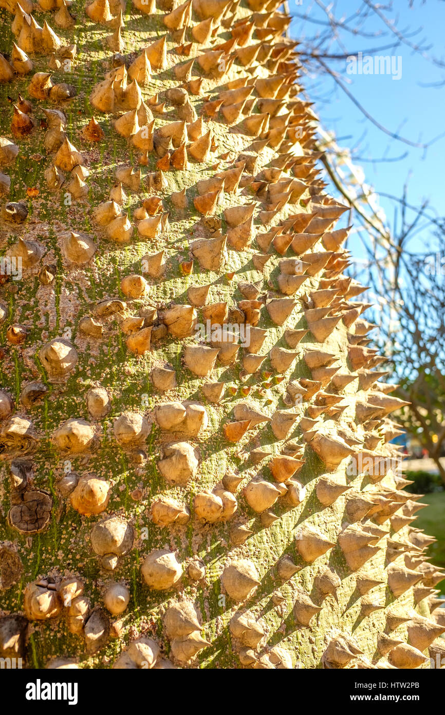 ceiba chodatii tree in park in malaga andalucia spain Stock Photo - Alamy