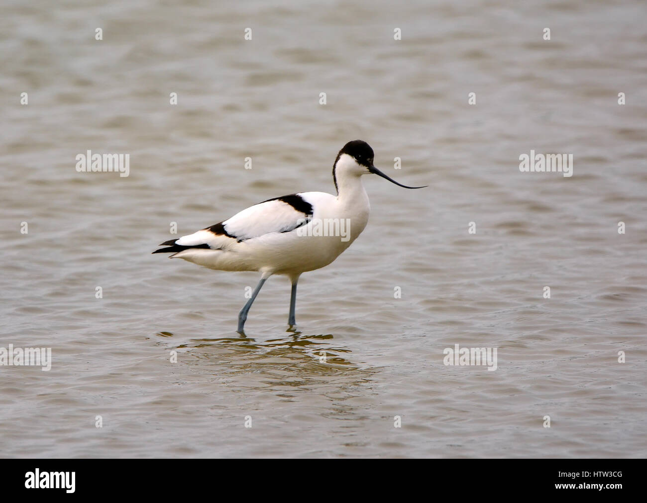 Avocet ,Recurvirostra avosetta, a wading bird Stock Photo - Alamy