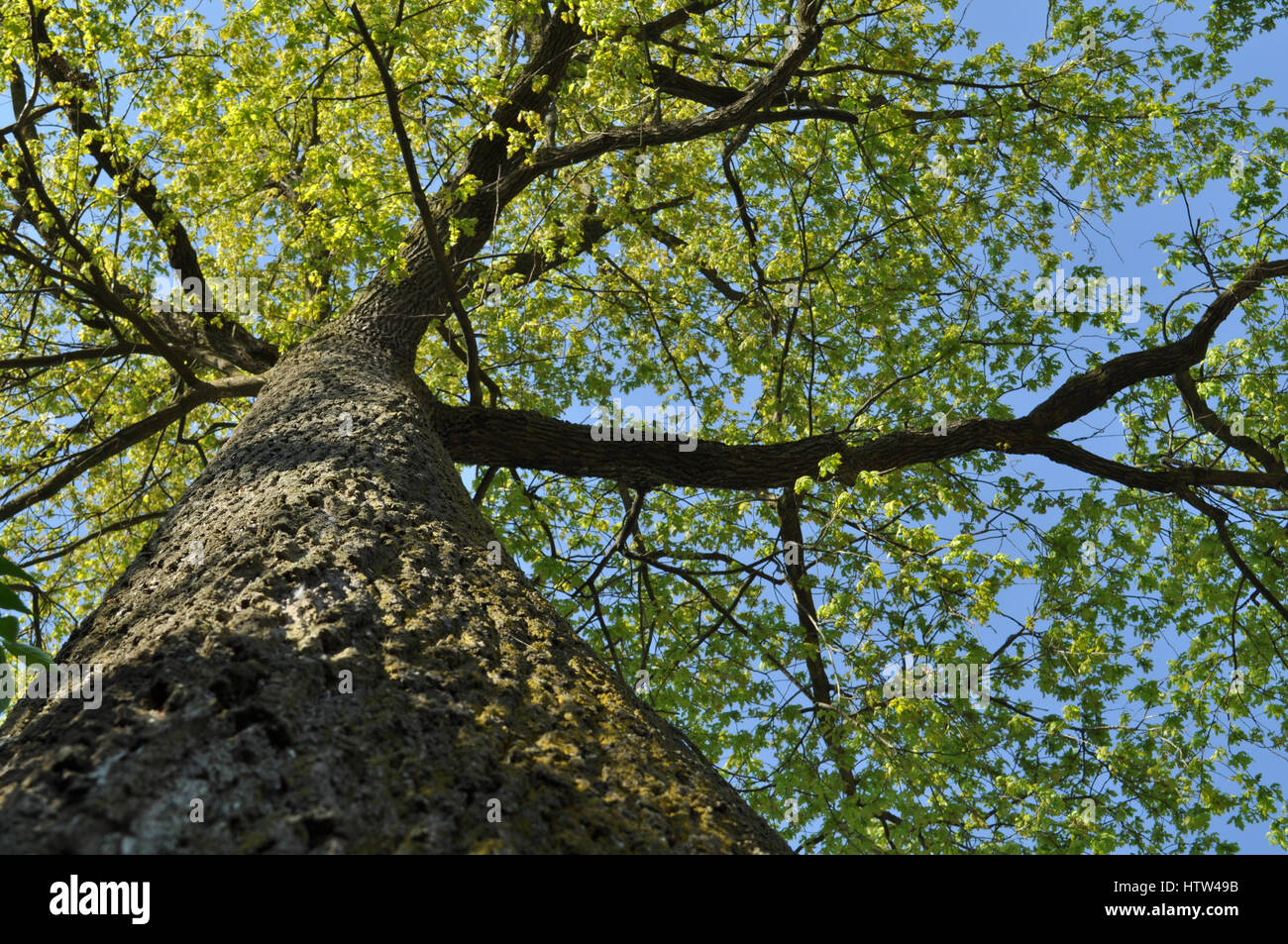 big oak tree on blue sky background Stock Photo - Alamy