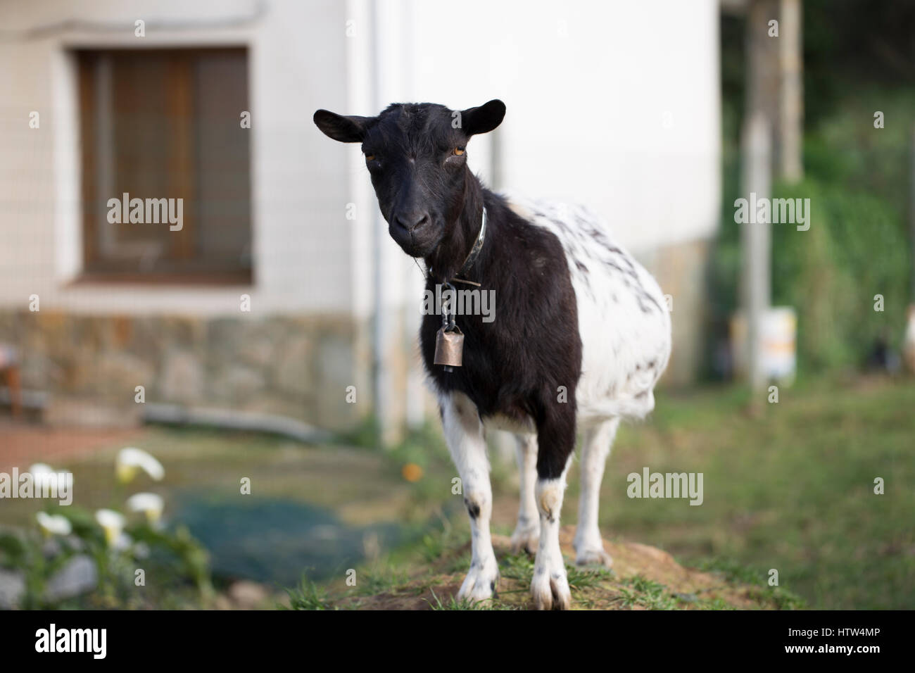 Female goat hi-res stock photography and images - Alamy